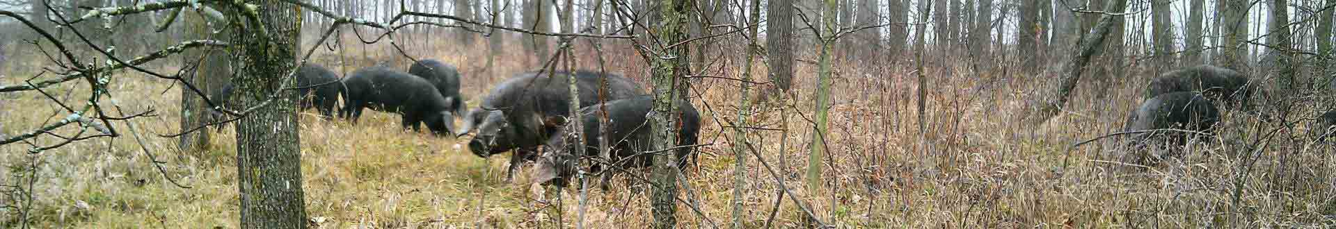 The Large Black Hog Association | for the breed and it's people!