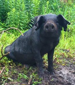 HOME - Large Black Hog Association
